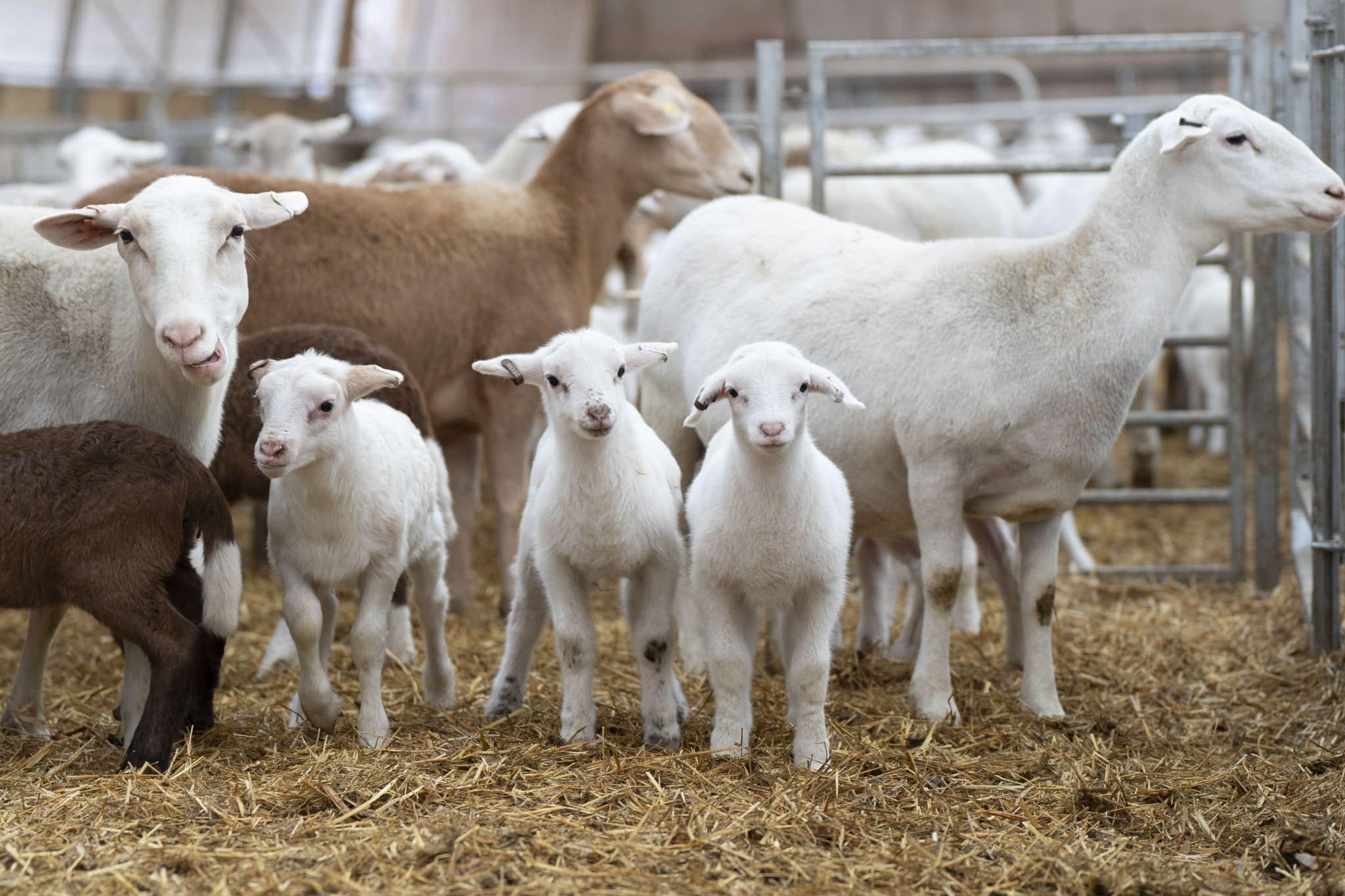 Sheep Handling Solutions: Galvanized Equipment for Sheep & Goat Farmers
