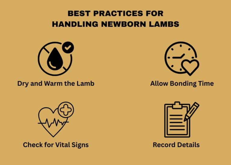 How to Prepare for Lambing Season: A Simple Guide for Sheep Farmers ...