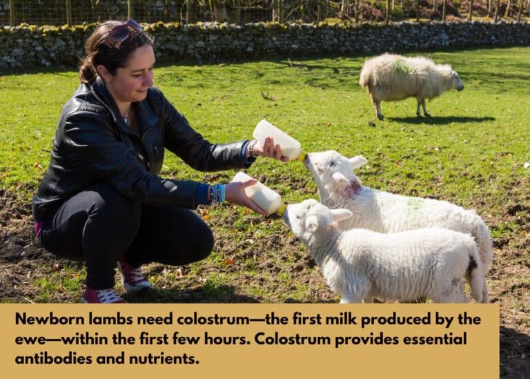 How to Prepare for Lambing Season: A Simple Guide for Sheep Farmers ...