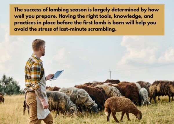 How to Prepare for Lambing Season: A Simple Guide for Sheep Farmers ...